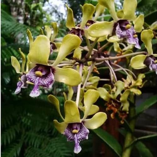 Jual Anggrek.Dendrobium Violaceoflavens (Anggrek Besi Papua) - Kota ...