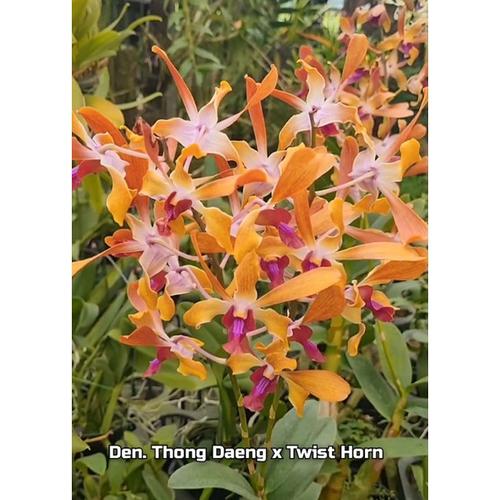Jual Anggrek Dendrobium Thong Daeng x Twist Horn Dewasa siap Spike ...