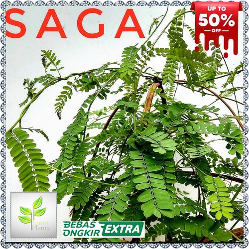 Jual tanaman herbal pohon saga - tanaman biji saga - tanaman herbal ...