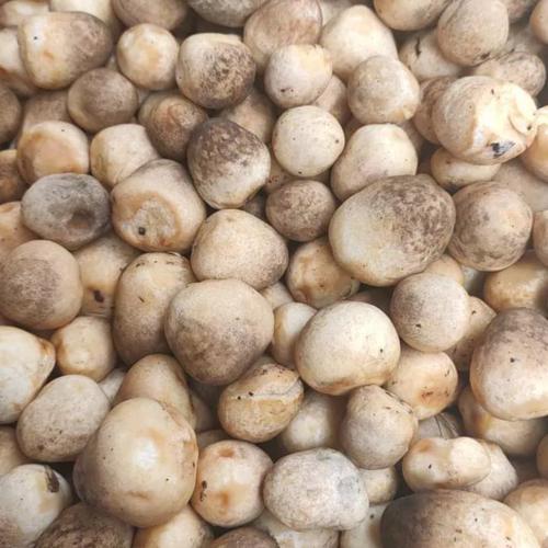 Jual Jamur Merang Bulat Segar Fresh - 100 gram - Kota Tangerang Selatan ...