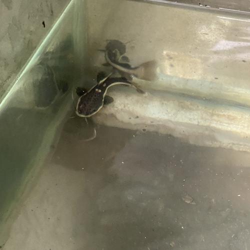 Jual ikan rtc (red tail catfish) - Kota Depok - ASHARIAQUARIUM | Tokopedia