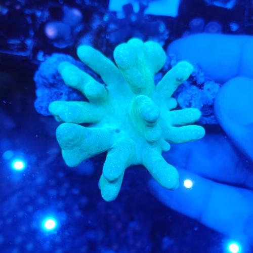 Jual devil hand coral tangan tangan setan coral aquarium laut - Jakarta ...