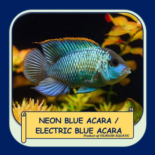 Jual IKAN HIAS AIR TAWAR - NEON BLUE ACARA CICHLID - ±6cm - Jakarta ...