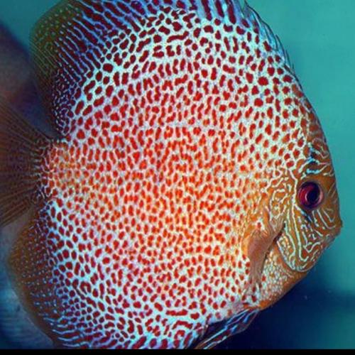 Jual Discus Leopard snack skin 2 inch - Kab. Bogor - B-Discus | Tokopedia