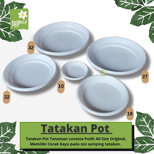 Promo Tatakan Alas Pot Bunga Lovenia Gentong Mado Putih Tanaman Hias ...
