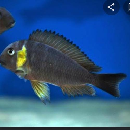 Jual tropheus yellow cheek/canary cheek/tangayika/Cichlid afrika 9-10cm ...