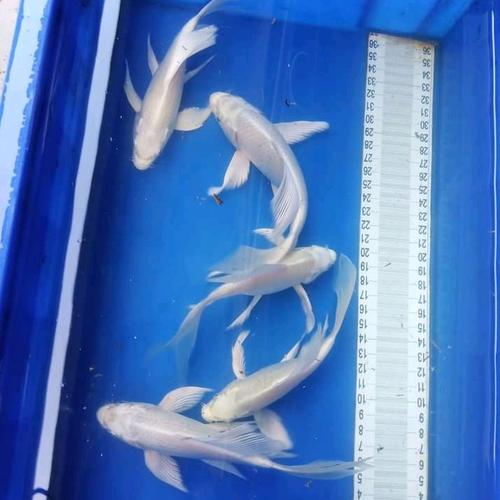 Jual Ikan Koi Slayer Platinum (Grade A) 20cm up - Kota Depok ...