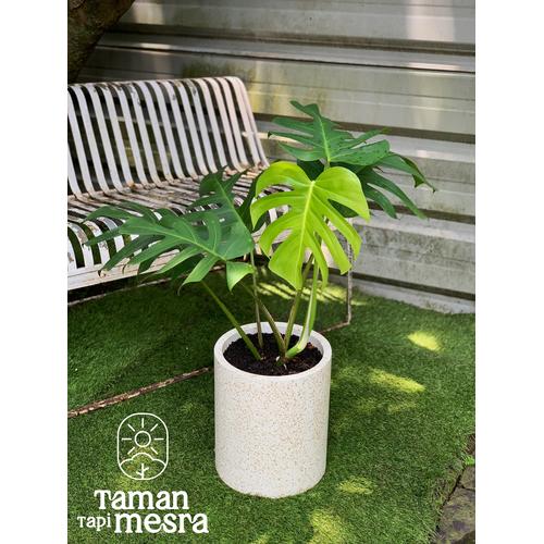 Jual POT TANAMAN CONCRETE CYLINDER BESAR DAN TANAMAN MONSTERA - Kota ...