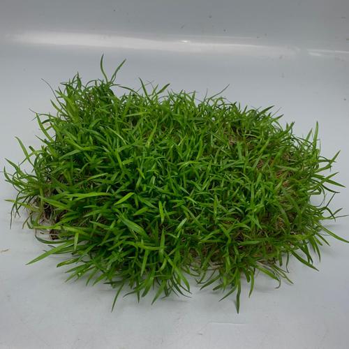 Jual Echinodorus Tenellus Bahan Tanaman Aquascape Tenelus Hiasan ...