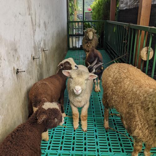 Jual Domba Hias Merino Australia Shaun the Sheep PETs ONLY - Kota Batu ...