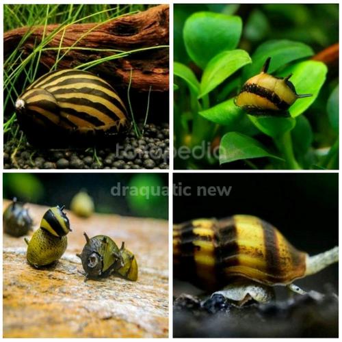 Jual Keong Tanduk Bumblebee Hornsnail / Horn Snail Algaeter Aquascape ...