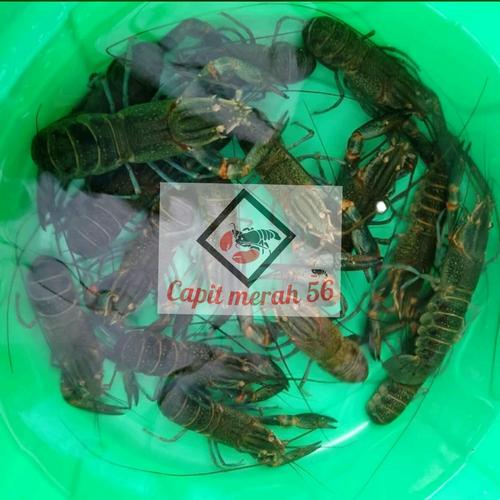 Jual paket Indukan lobster air tawar 4 inch isi 5 betina 3 jantan ...