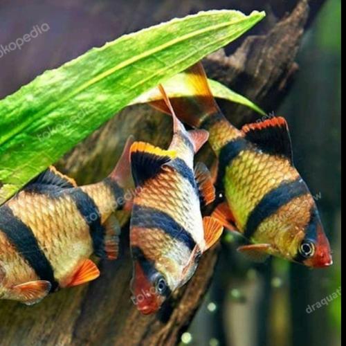 Jual Sumatera / Sumatra Tiger Barb / Ikan Hias Aquascape / Ikan Hias ...