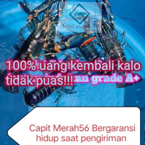 Jual indukan lobster air tawar size 4.5 inch kualitas ekspor - Kota ...