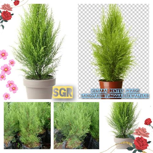 Jual tanaman hias Cemara Rentes/vemara Wangi cocok buat Tabulampot ...