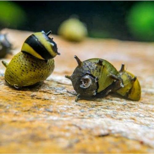 Jual Keong Tanduk Bumblebee Hornsnail / Horn Snail Algaeter Aquascape ...