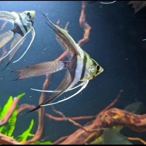 Jual Ikan Manfish BW slayer - ikan hias aquascape - Jakarta Utara ...