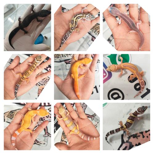 Jual Leopard Gecko sunglow, tomato, shtct, pied, tangerine, choco ...