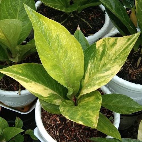 Jual ANTURIUM HOOKERI VARIEGATA/TANAMAN VARIEGATA - Kota Metro ...