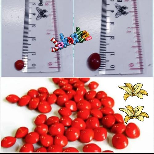 Jual BIJI SAGA POHON PREMIUM. biji saga merah.warna lebih cerah & uk ...