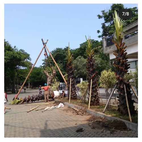 Jual POHON LONTAR / POHON SIWALAN 2.5m - Jakarta Utara - JAYASENI ...