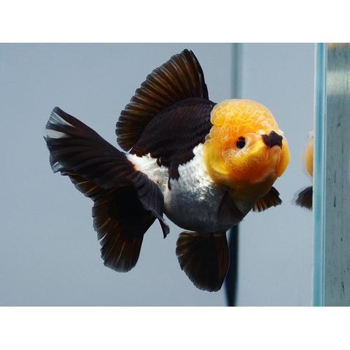 Jual ikan mas koki oranda panda / oranda panda size 10cm - Kota ...