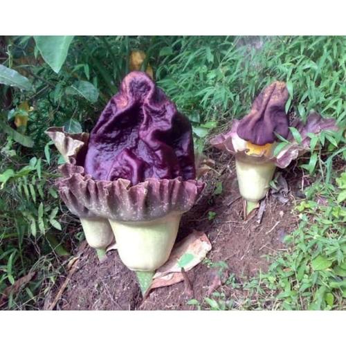 Jual jual bibit bunga bangkai,bibit bunga berbentuk umbi perkilo - Kab ...