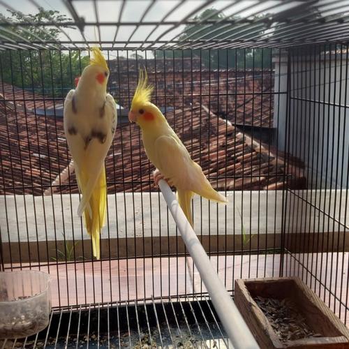 Jual FALK AUSTRALIA SEPASANG INDUKAN - Jakarta Selatan - RumahBurungNF ...