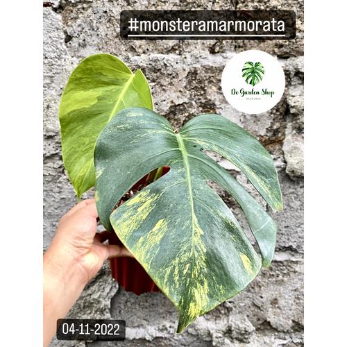 Jual Monstera marmorata / aurea / plant (real pict) - Kota Tangerang ...