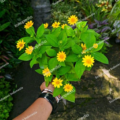 Jual Tanaman bunga Colgate matahari mini rimbun kuning - Kota Denpasar ...