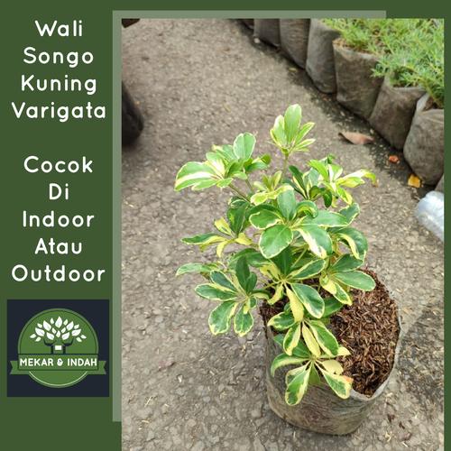 Jual tanaman hias walisongo varigata, pohon walisongo kuning varigata ...