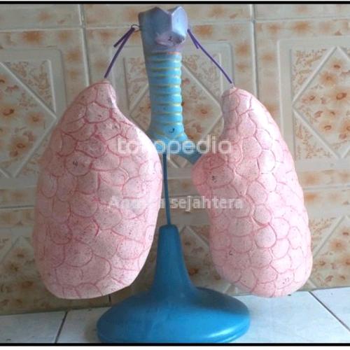 Jual paru paru alat peraga pendidikan model phantom torso paru paru ...