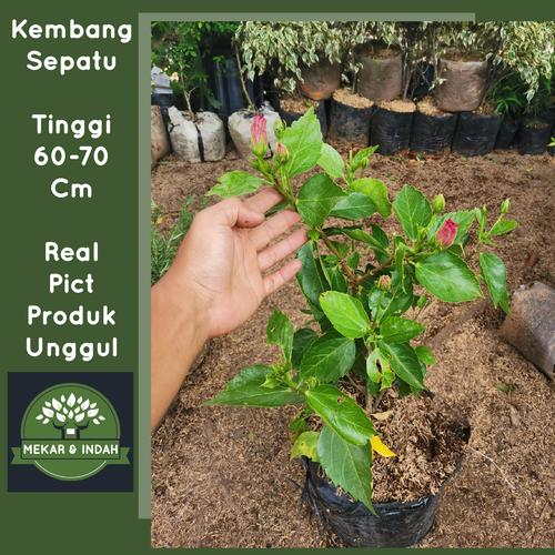 Jual tanaman hias kembang sepatu / pohon bunga sepatu - Putih - Jakarta ...