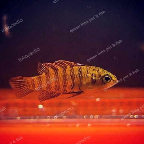 Jual Badis Badis Blue / Mini cichlid / ikan badis - Kota Bekasi - queen ...