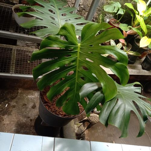 Jual monstera king deliciosa gaint asli - Kab. Bogor - Jihan flora ...