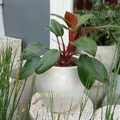 Jual Diameter 25cm Pot Teraso / Terrazzo - Putih - Kota Malang ...