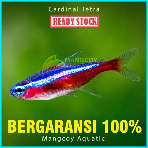 Jual CARDINAL TETR4 - Ikan Hias Aquarium / Ikan Hias Aquascape - M ...