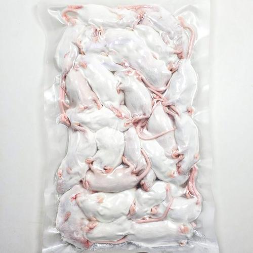 Jual Mencit Frozen / Tikus Putih Beku / Pakan Predator / Size Dewasa ...