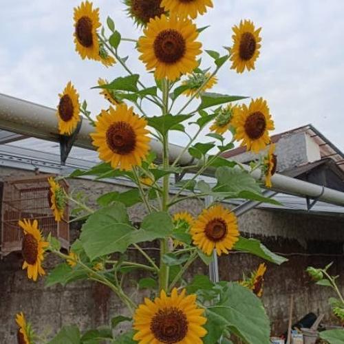 Jual Benih Bunga Matahari Kanigara IPB / Biji Sunflower Vegetasi dan ...