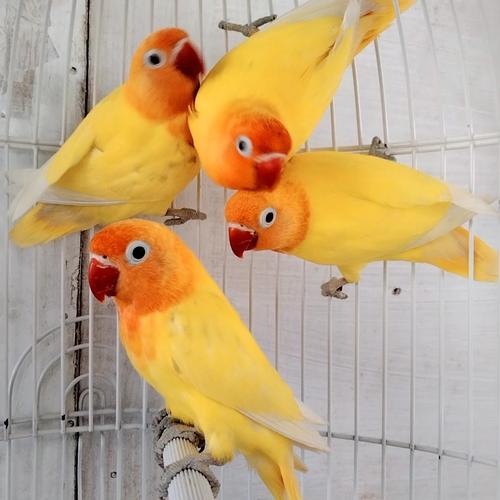 Jual love bird jenis lutino burung hias bisa di aviary - Kota Bandung ...