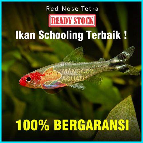Jual RUMMY NOSE TETR4 / RED NOSE TETR4 - Ikan Hias Aquarium / Aquascape ...
