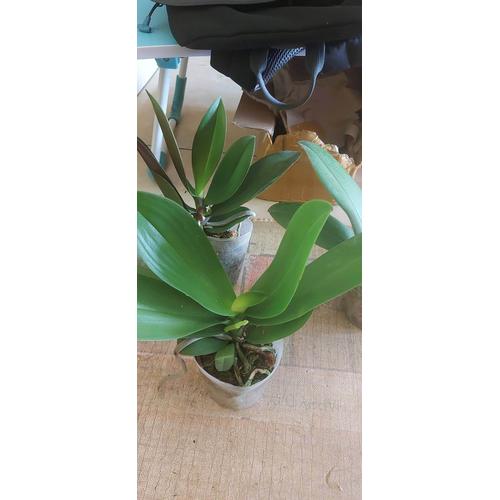 Jual Promo 2 anggrek bulan dewasa dan mini - Jakarta Utara - KAFAH ...