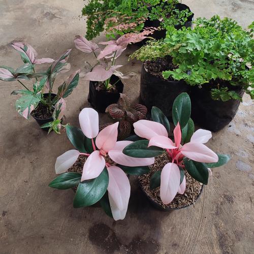 Jual tanaman pink kongo / philodendron pink Congo - Kab. Bogor ...
