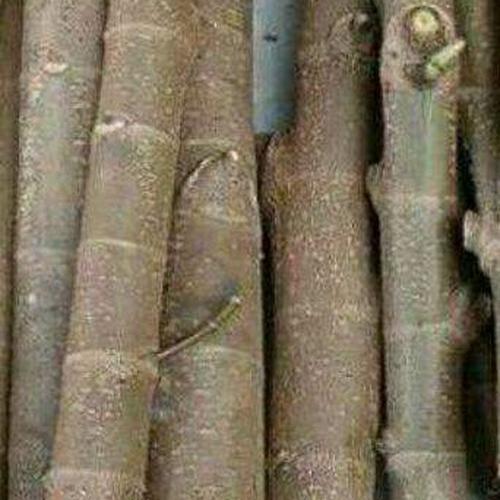 Promo bibit waru wayang bahan stek isi 10 batang - satuan - Kab ...