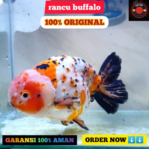Jual ikan koki rancu buffalo/bufalo pw, koki rancu lionhead kepala ...
