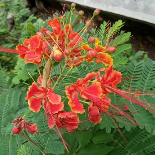 Jual Bibit tanaman hias bunga Flamboyan merah berkualitas - Kota ...