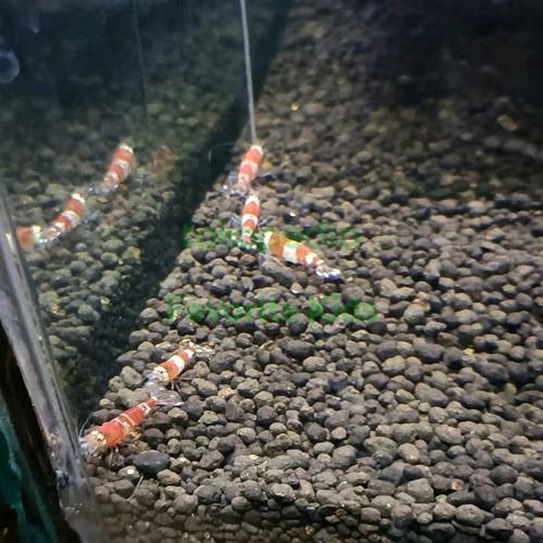 Jual red bee shrimp / redbee udang caridina hiasan aquascape - Kota ...