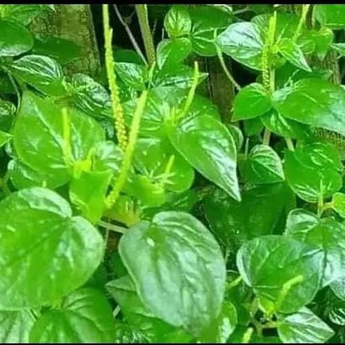 Jual Daun Suruhan atau sirih cina segar per 500 gram - Jakarta Selatan ...