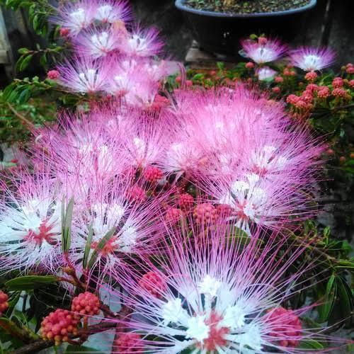 Jual Bibit Bunga Kaliandra Suriname Kaliandra Sulimaraja Vegetasi dan ...