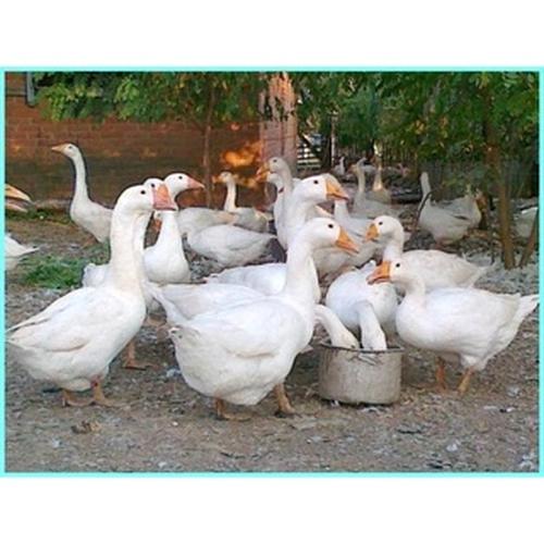 Jual TELUR FERTIL ANGSA SOANG SWAN PUTIH JUMBO UNTUK DI TETASKAN - Kab ...
